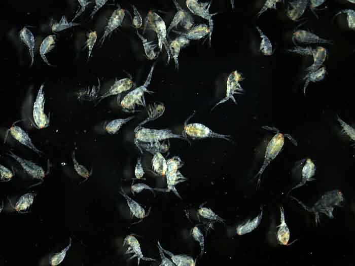 Marine Copepods – Live Fish Food for Saltwater Aquariums | Ashby Aquatics