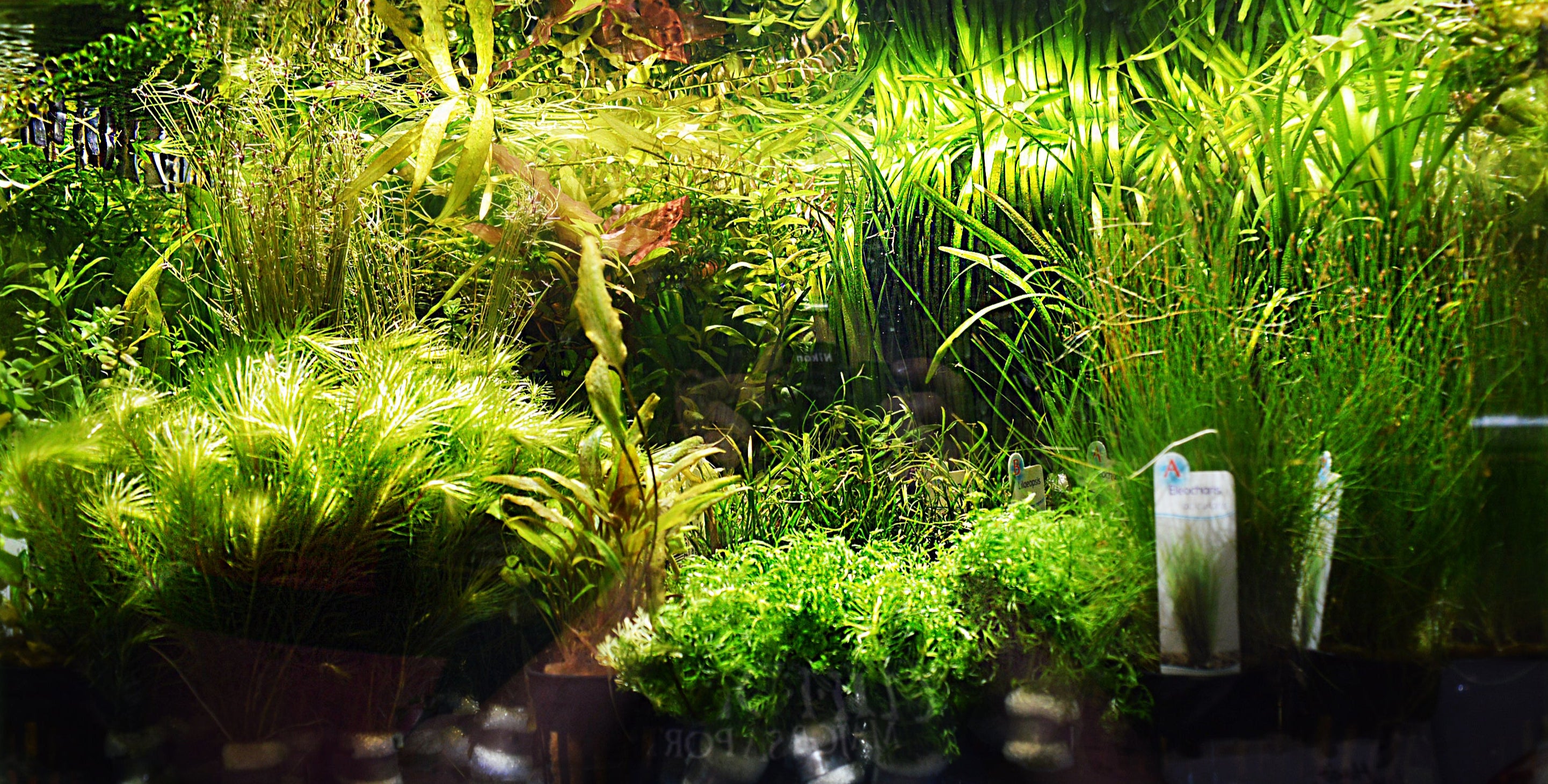 Live Fish Food | Ashby Aquatics