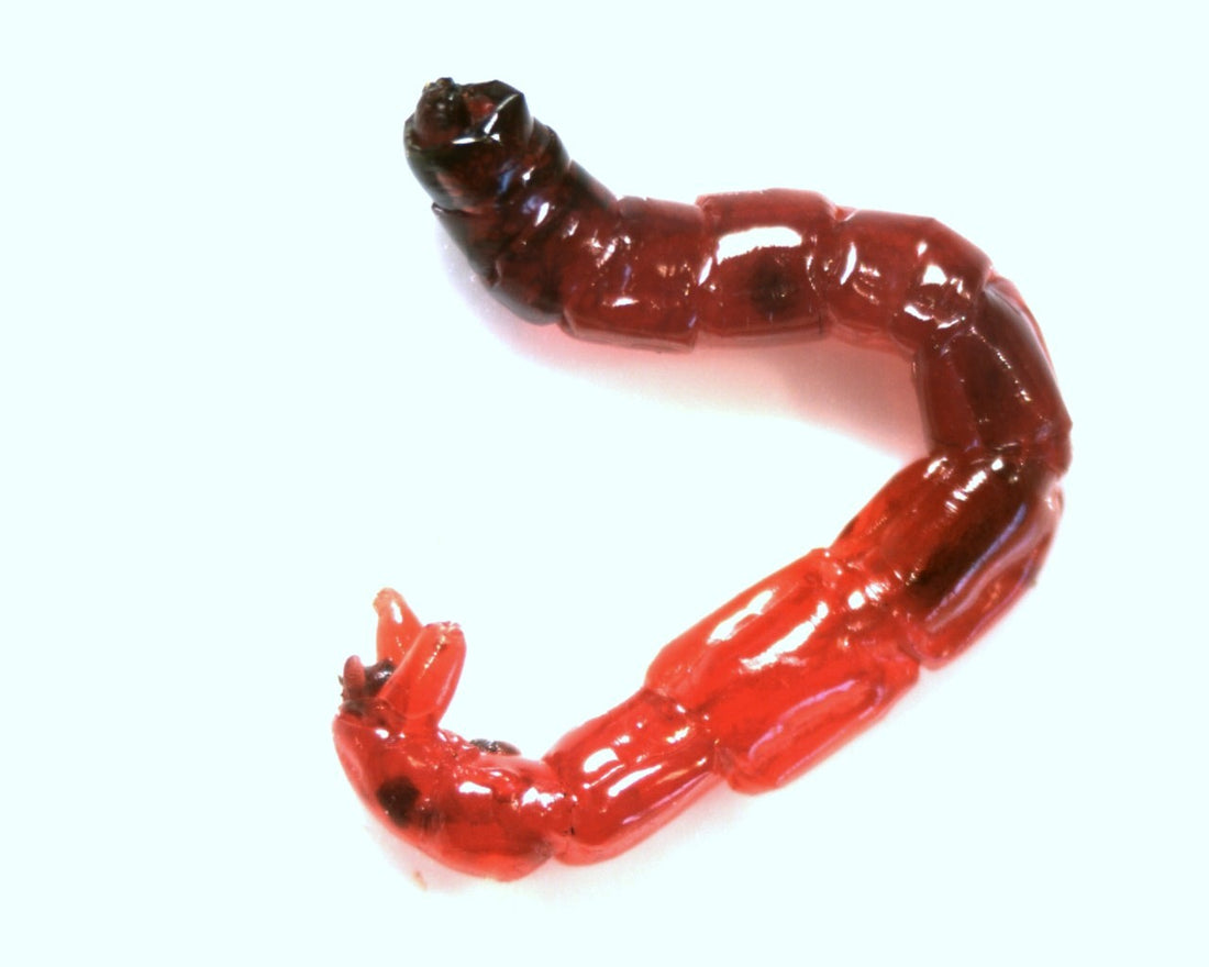Bloodworm – Ashby Aquatics